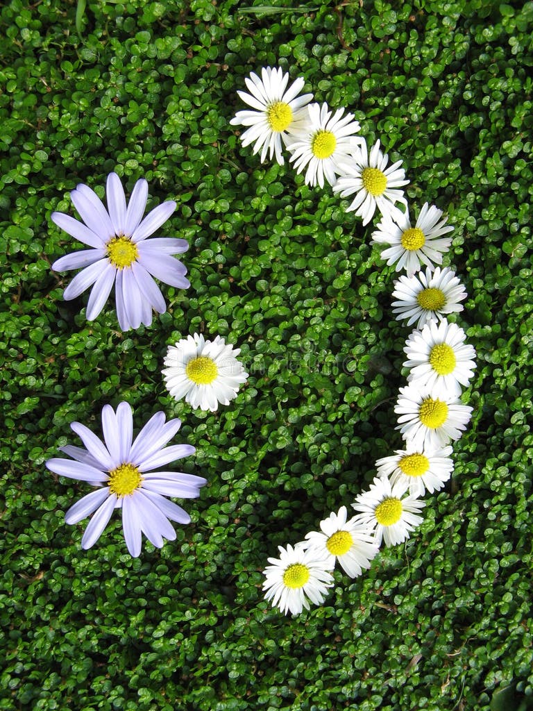 2,291 Smiley Face Flower Stock Photos - Free & Royalty-Free Stock ...