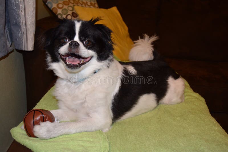 Smiley face stock photo. Image of smiley, play, face - 48402718