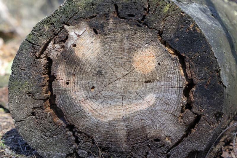 Smiley face on old tree. stock photo. Image of autumn - 377998458
