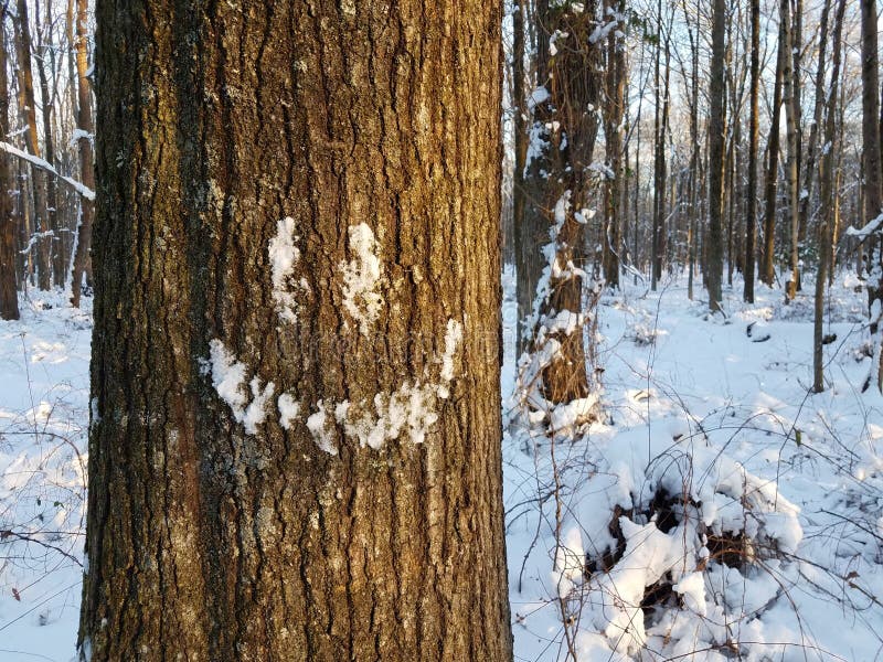 Smiley Face in Snow on Tree in the Forest with Trees in the Winter ...