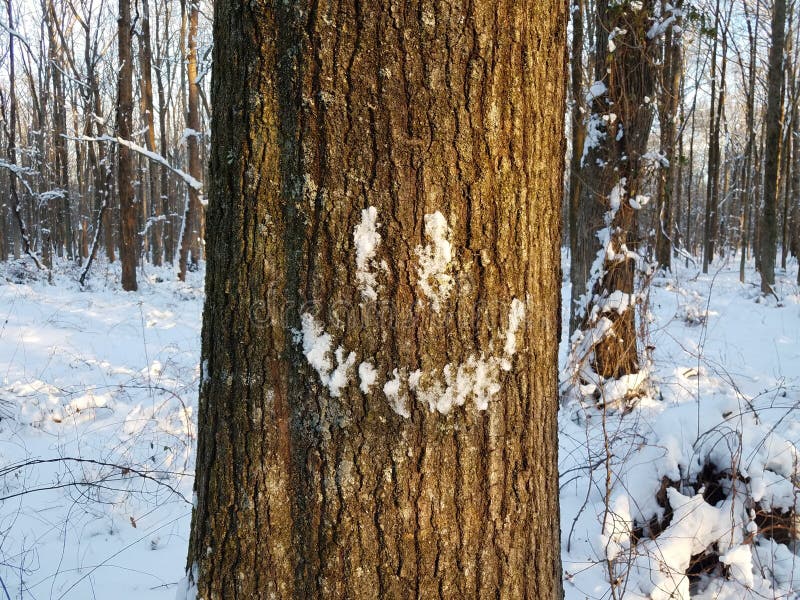 Smiley Face in Snow on Tree in the Forest with Trees in the Winter ...