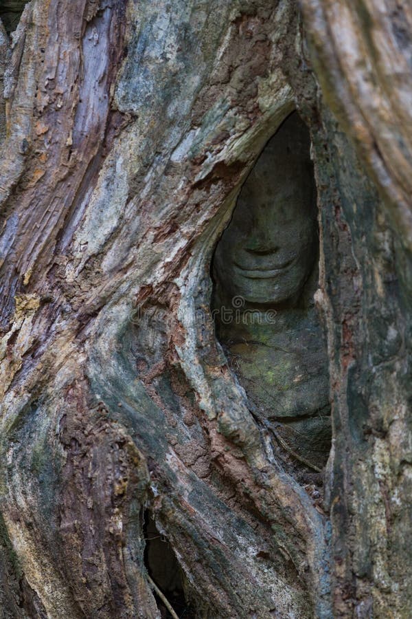 1,880 Tree Smiley Face Stock Photos - Free & Royalty-Free Stock Photos ...