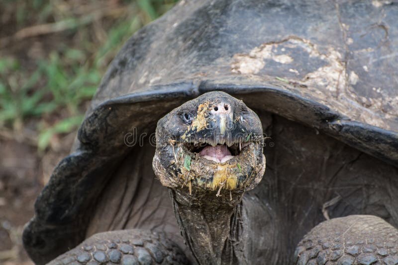 Smiley Giant Tortoise - Chelonoidis Nigra Stock Photo - Image of ...