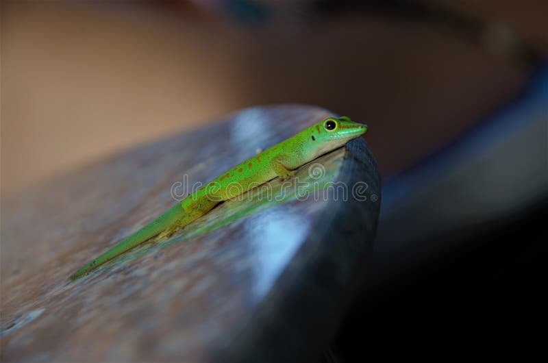 Smiley Lizard stock photo. Image of portrait, nature - 21068686