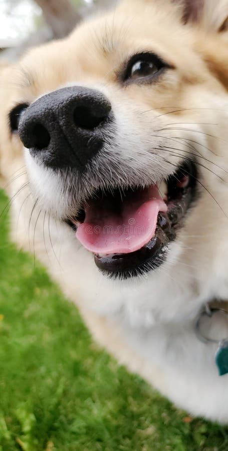 Smiley happy puppy stock photo. Image of smiley, animal - 178162938