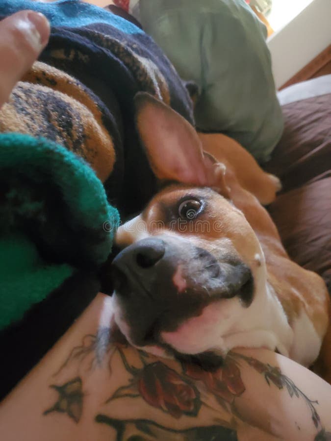 Happy crack dog editorial photography. Image of snout - 178162962