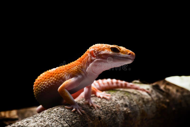 Leopard Gecko Staring Under Rock Stock Photo - Image of rocks, lizard ...
