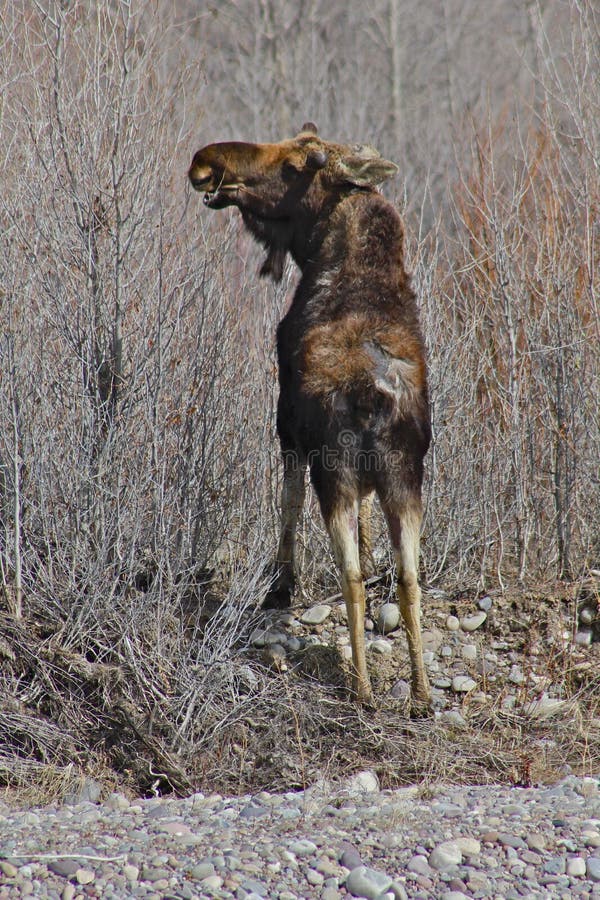 Smiley moose stock image. Image of wild, jackson, national - 37655001