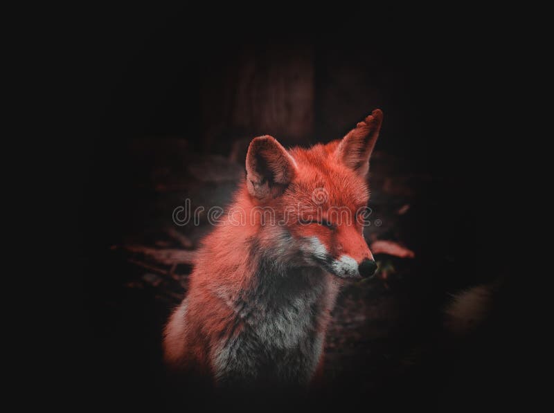 Smiley red fox from ZOO stock image. Image of outdoor - 217717999