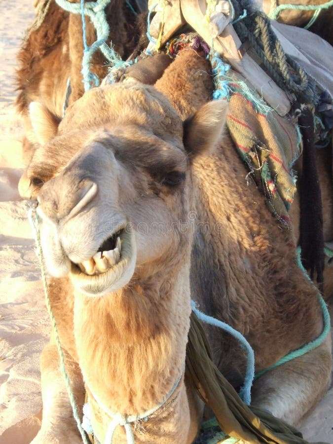Smiley Camel Stock Photos - Free & Royalty-Free Stock Photos from ...