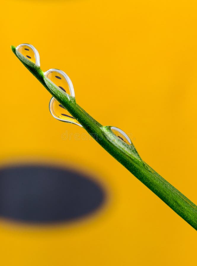 Smiley stock illustration. Illustration of facial, called - 51809460