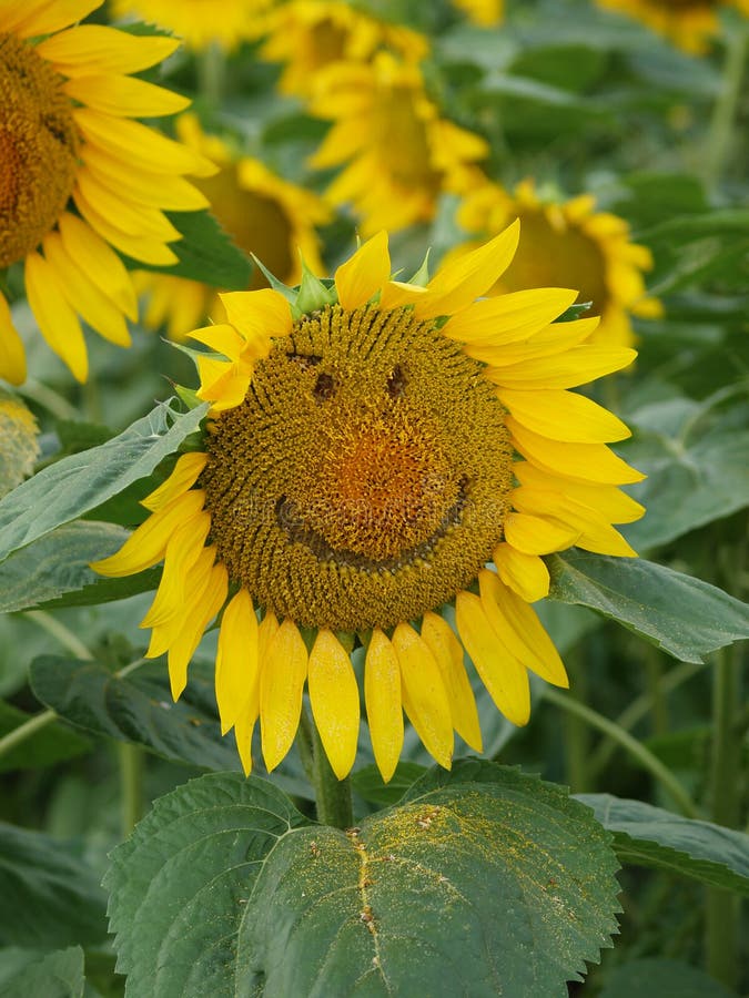 Smiley Sunflower stock photo. Image of flower, agricultural - 9705300