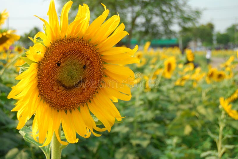 Smiley Sunflower stock photo. Image of sunflower, flower - 42712894