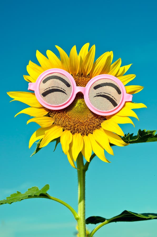 Smiley on a Sunflower Flower. Stock Photo - Image of happy, botanical ...