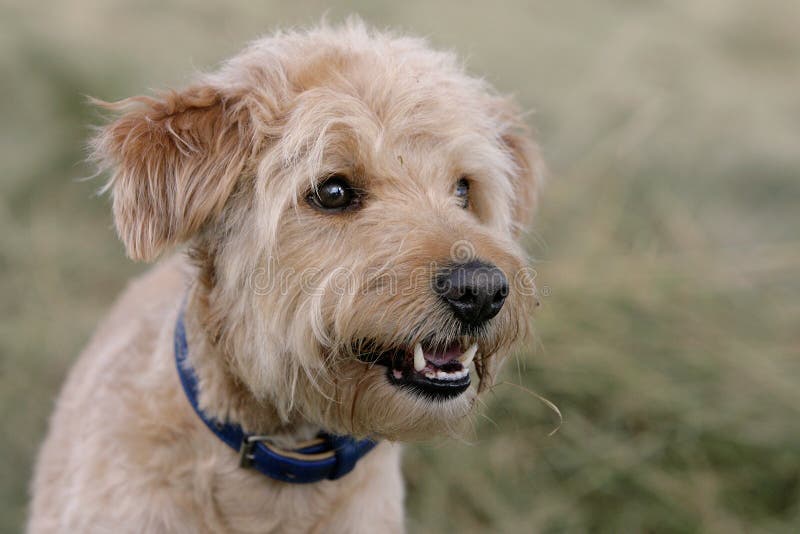 Smiling stock image. Image of ears, hound, breed, close - 12848063