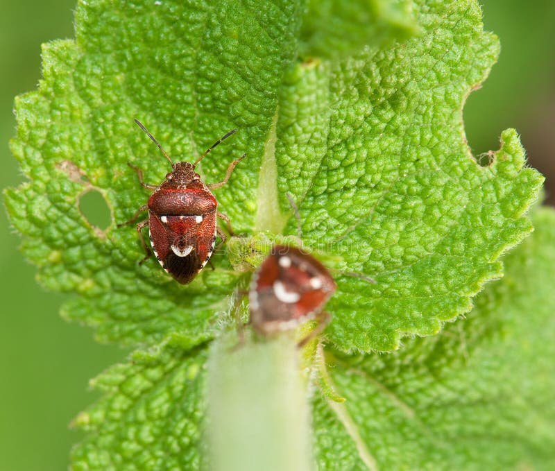 Smiling stock image. Image of happiness, details, funny - 14110761