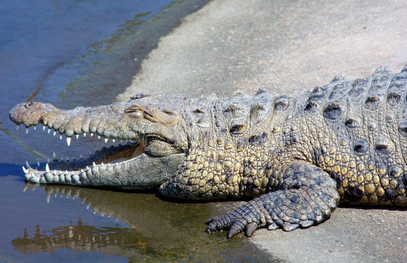 Smiling Alligator stock image. Image of steel, armor, rough - 1075439