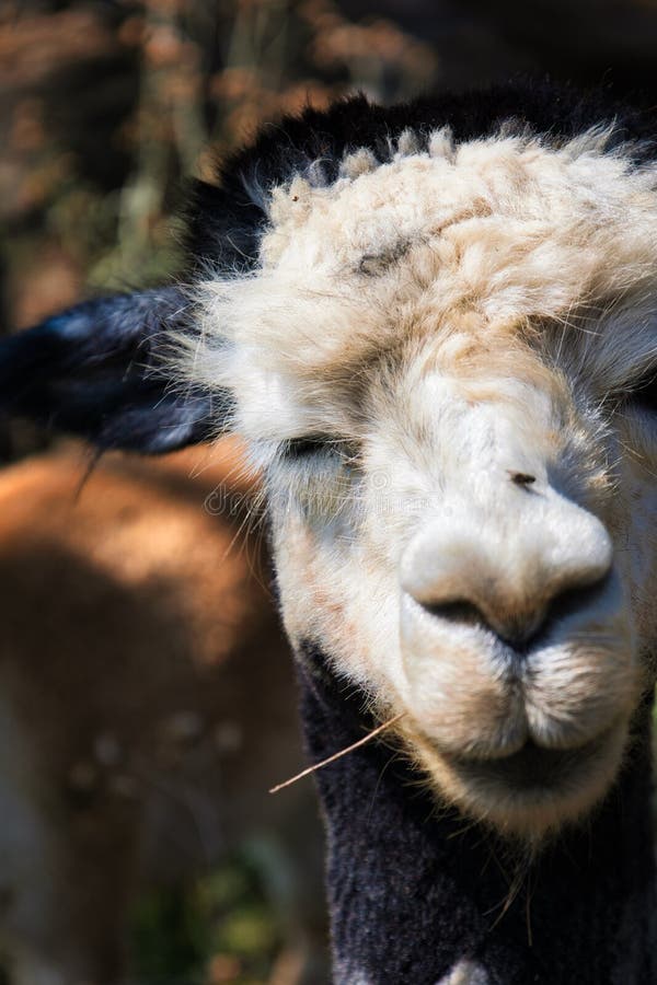 Smiling Alpaca in the Wild with Fly on Nose Stock Image - Image of ...