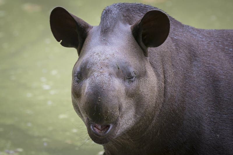 Tapir Smiling Stock Photos - Free & Royalty-Free Stock Photos from ...