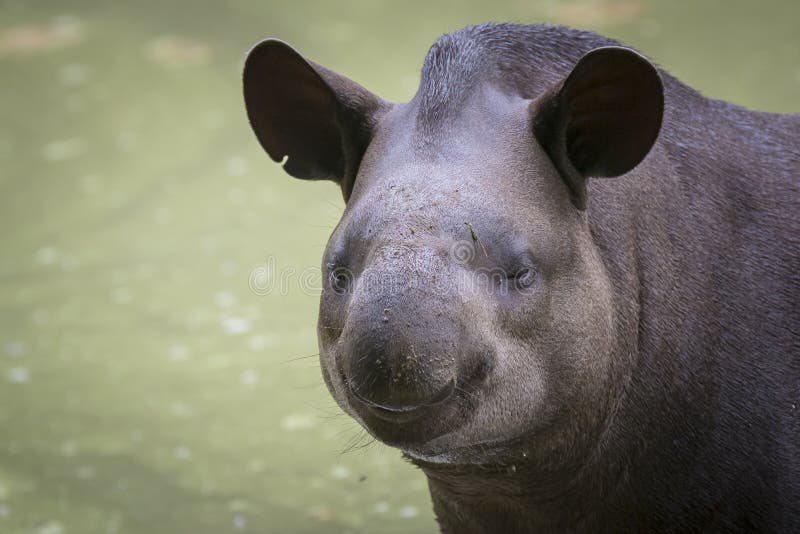 Tapir Smiling Stock Photos - Free & Royalty-Free Stock Photos from ...