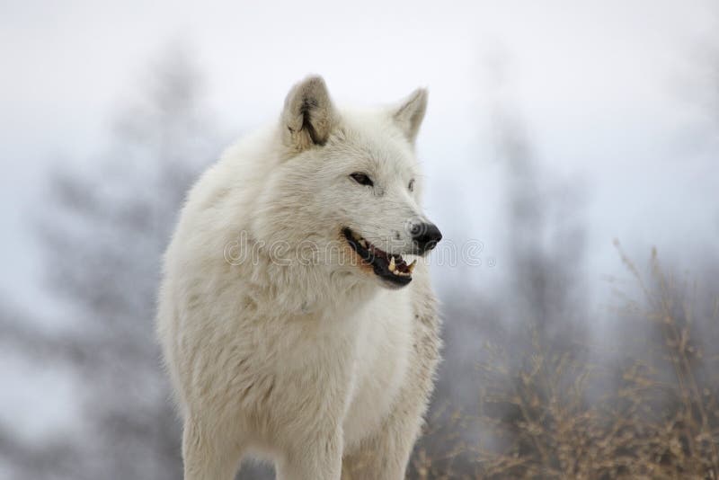 Smiling Arctic Wolf stock image. Image of canis, smiling - 127354737