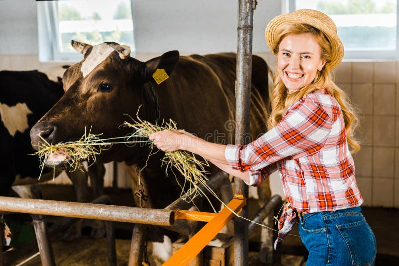 Smiling Attractive Farmer Feeding Cows with Hay Stock Image - Image of ...