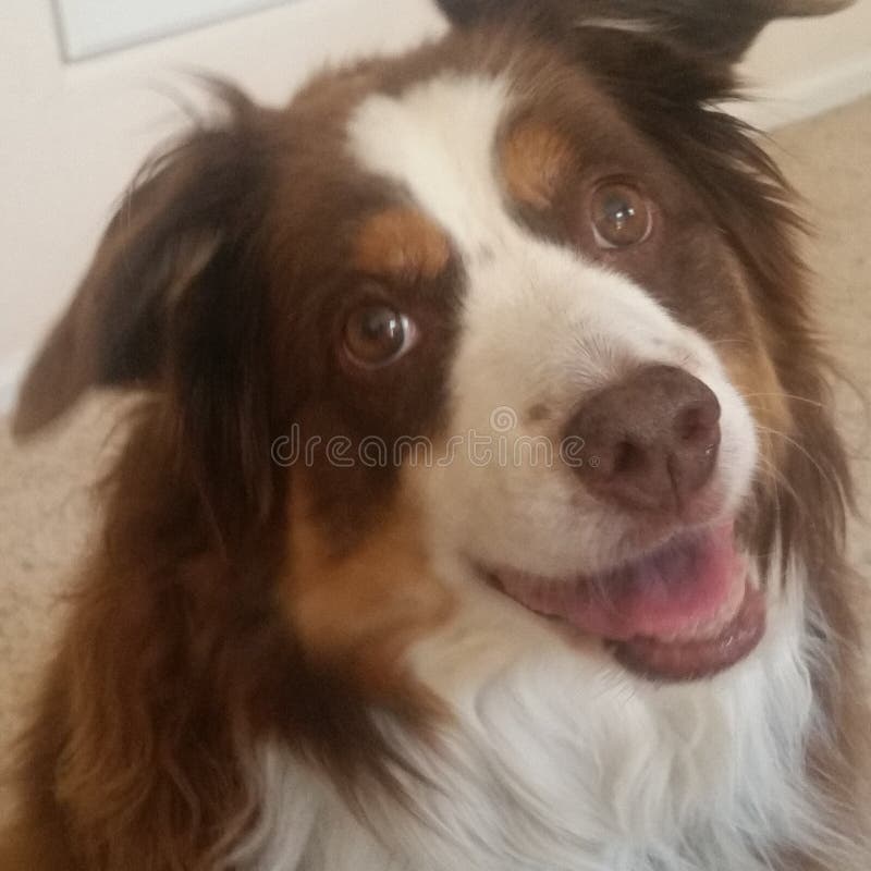 Smiling stock image. Image of aussie, headtilt, head - 127766699