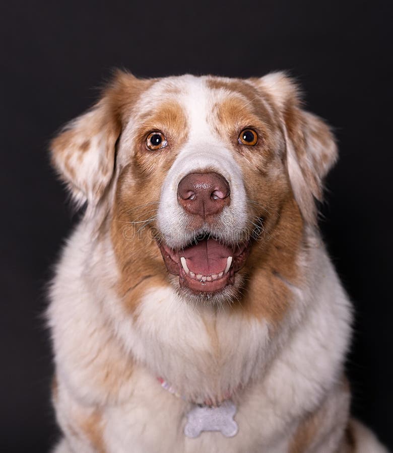 Aussie Muzzle Red and White Close-up. Portrait of an Australian ...