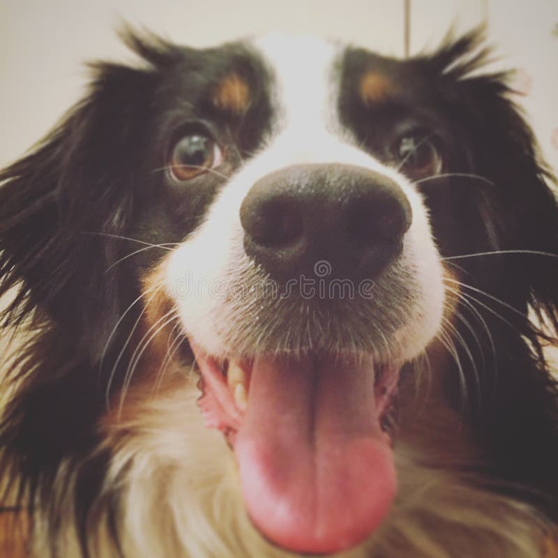 Smiling Australian Shepherd Stock Image - Image of happy, australian ...