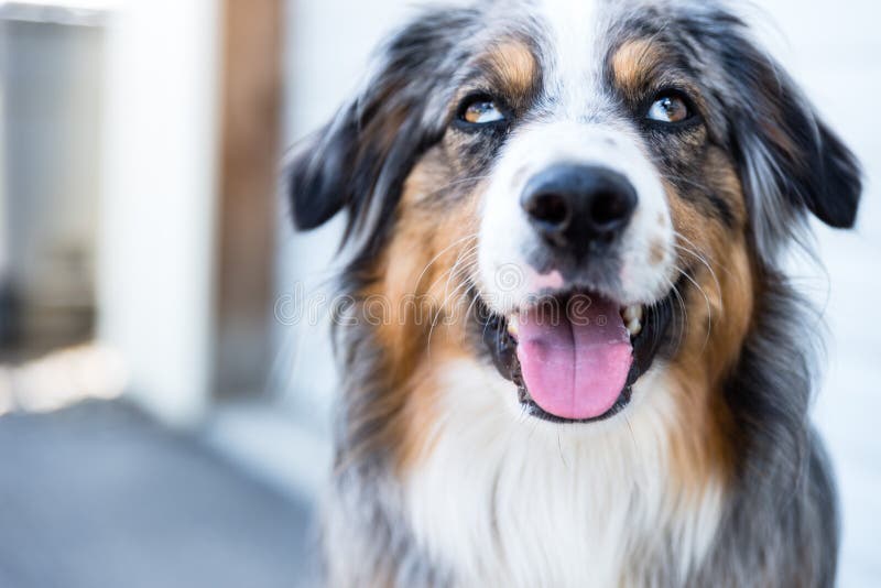 Smiling Australian Shepherd Stock Photo - Image of side, house: 281718942