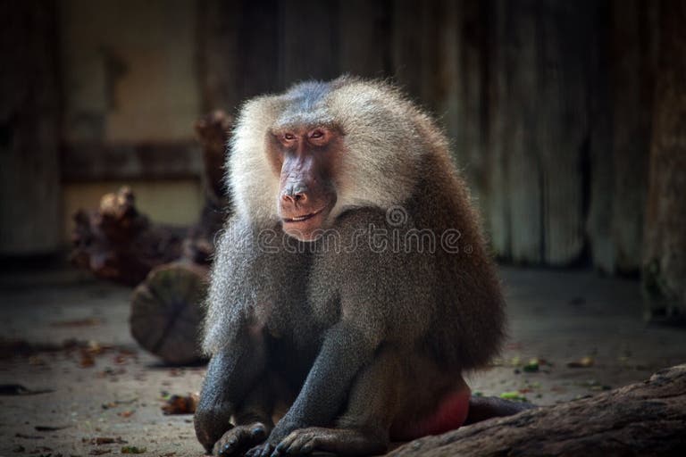 Smiling baboon stock image. Image of male, head, monkey - 159370463