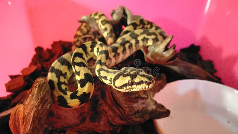 567 Baby Python Stock Photos - Free & Royalty-Free Stock Photos from ...