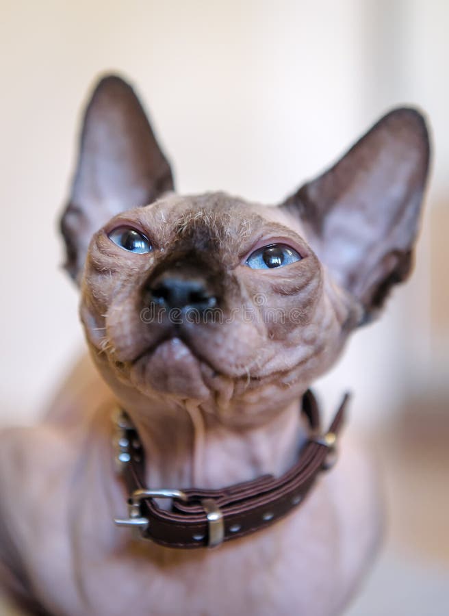 Smiling sphinx kitten stock photo. Image of friends - 134220282