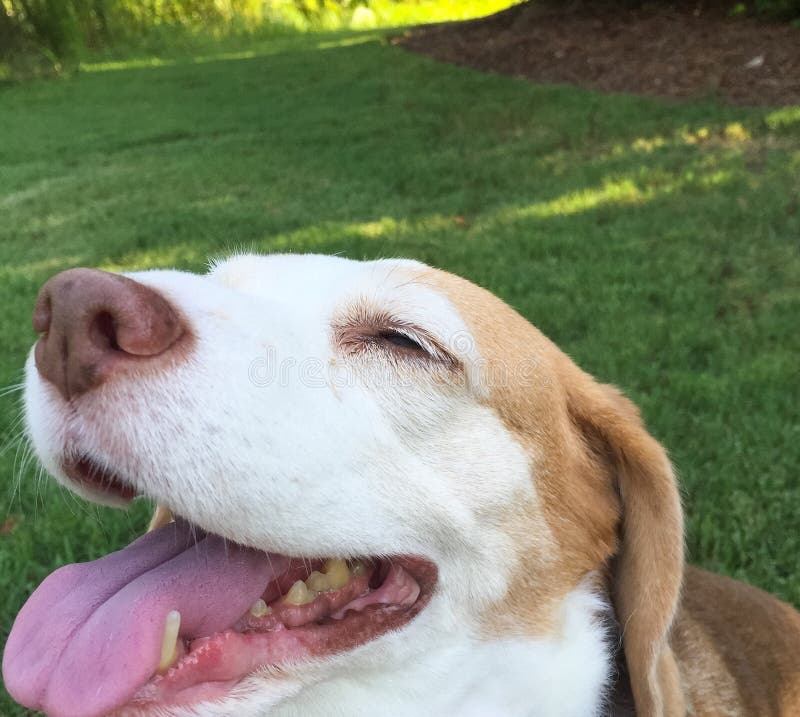 Smiling Beagle stock image. Image of animals, smiling - 58279363