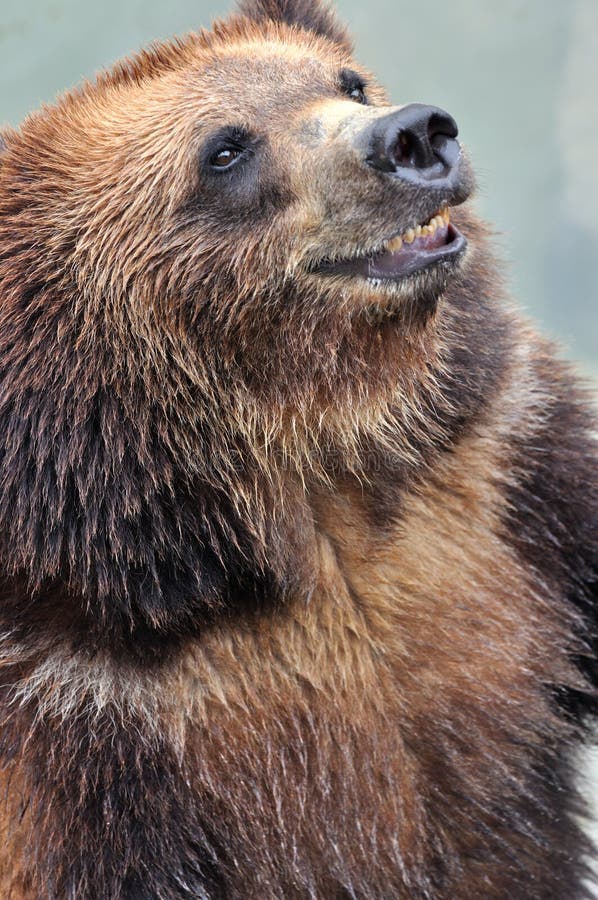 Smiling Bear stock photo. Image of wild, sitting, bear - 87752662