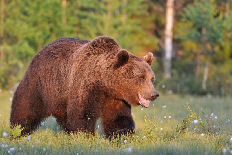 Smiling Bear stock photo. Image of enclosurment, smile - 103128