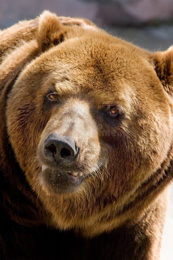 Smiling bear stock photo. Image of predator, bear, animal - 236764