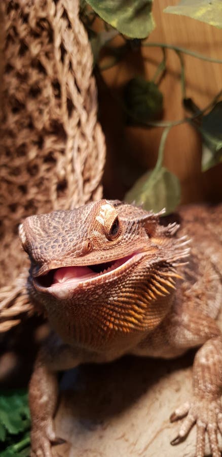 The smiling bearded dragon stock photo. Image of bearded - 162687306