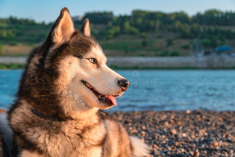 Smiling Beautiful Siberian Husky Dog. Stock Photo - Image of cute ...