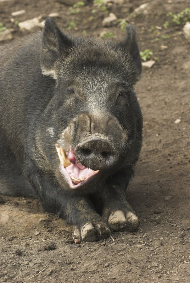 Smiling Hog stock photo. Image of bars, tagged, sell, snout - 1048408