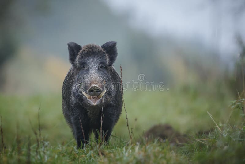 Smiling boar stock photo. Image of scrofa, bavaria, hair - 73812494