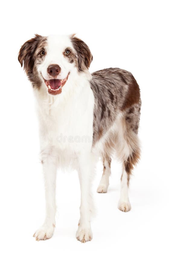Smiling Border Collie Dog Standing Stock Image - Image of breed, smile ...