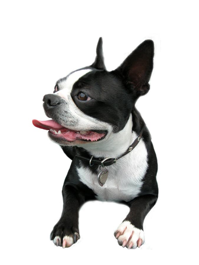 Smiling Boston Terrier stock image. Image of hairy, looking - 9794101