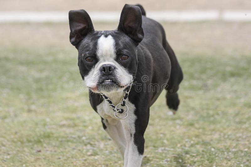 Smiling Boston Terrier at the Park Stock Photo - Image of black, canine ...