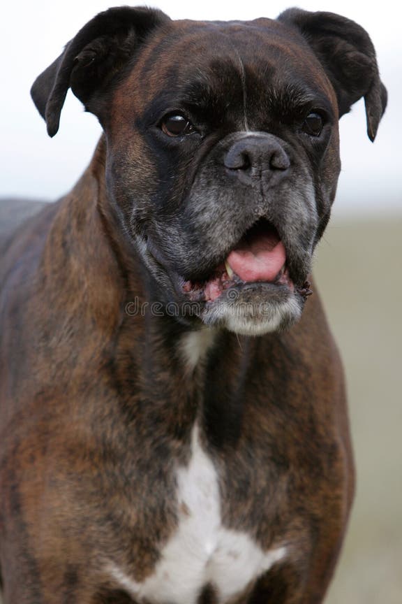 Smiling boxer dog stock image. Image of behold, happy - 12848307