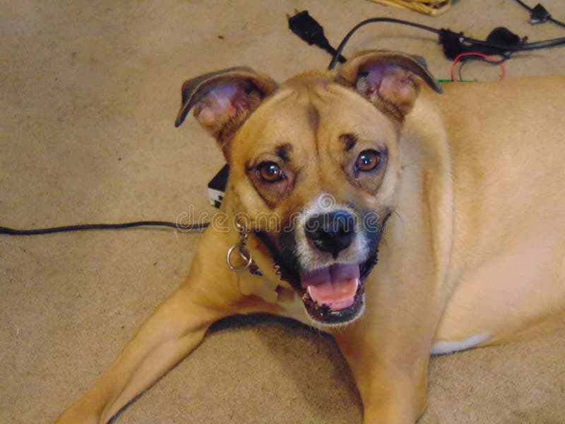 Smiling Boxer Dog Laying on the Mess she Made Stock Photo - Image of ...