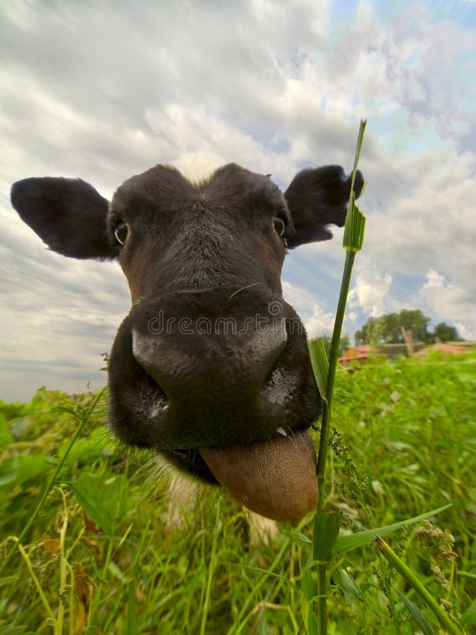 Smiling bull-calf stock image. Image of animals, nature - 6366807