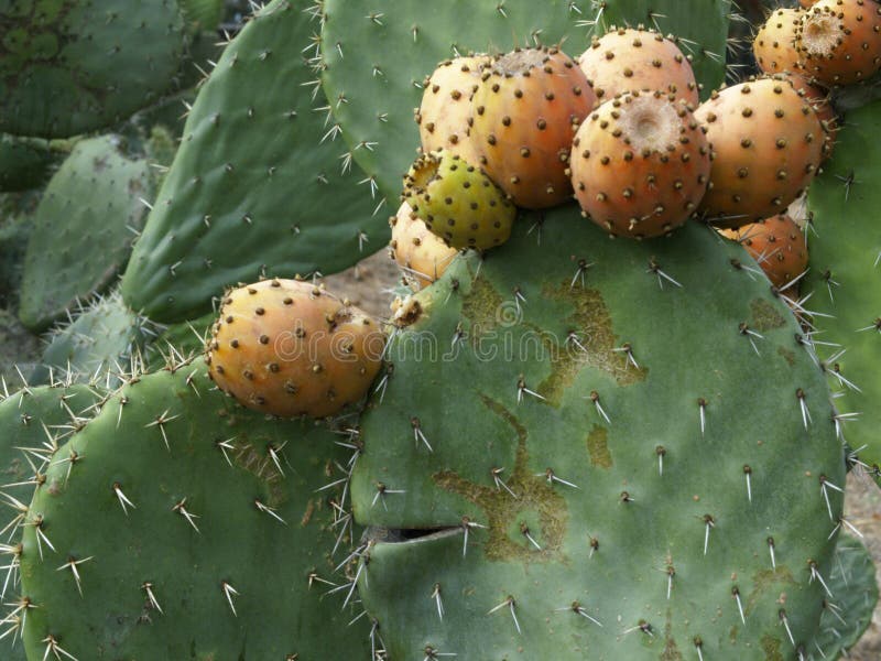 Smiling Cactus stock image. Image of green, cactus, desert - 294859