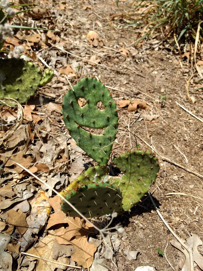 Smiling Cactus Leaves Opuntia Ficus-indica Stock Photo - Image of ...