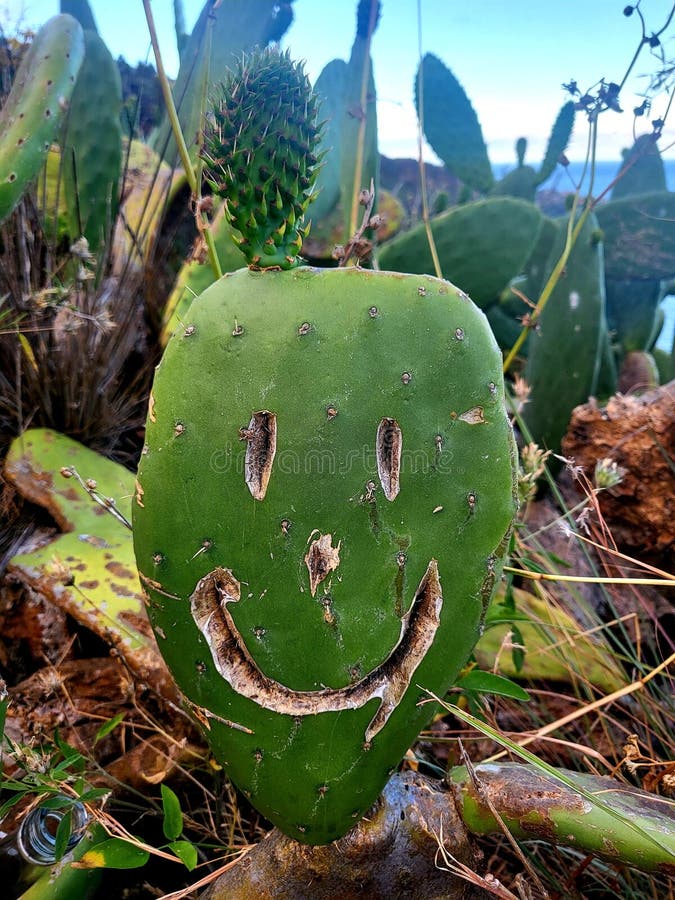 Smiling cactus stock photo. Image of food, smile, happy - 270049564